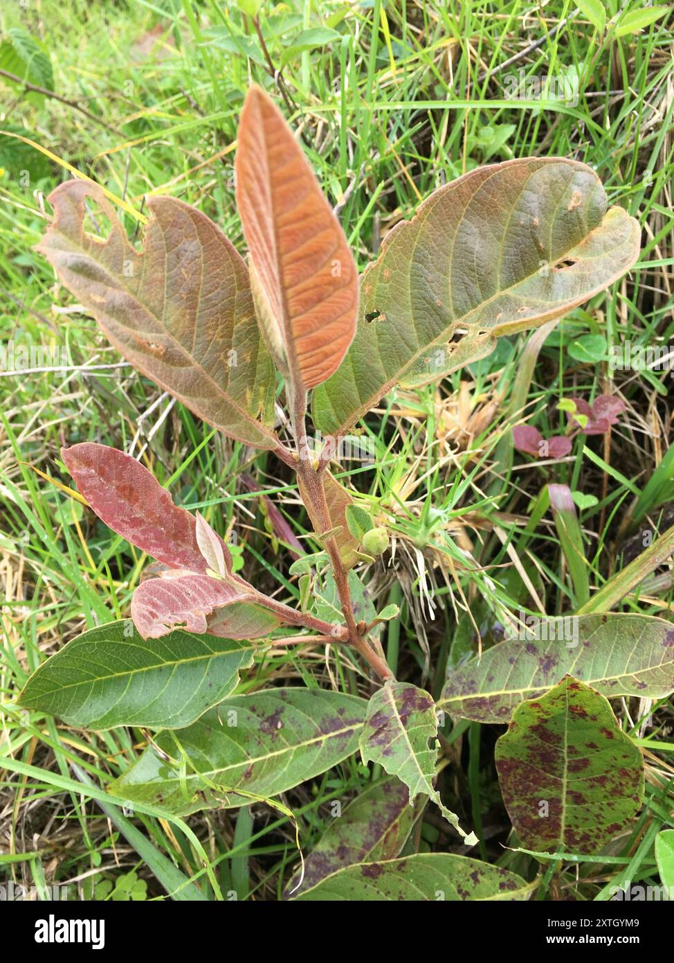 dicots (Magnoliopsida) Plantae Stock Photo - Alamy