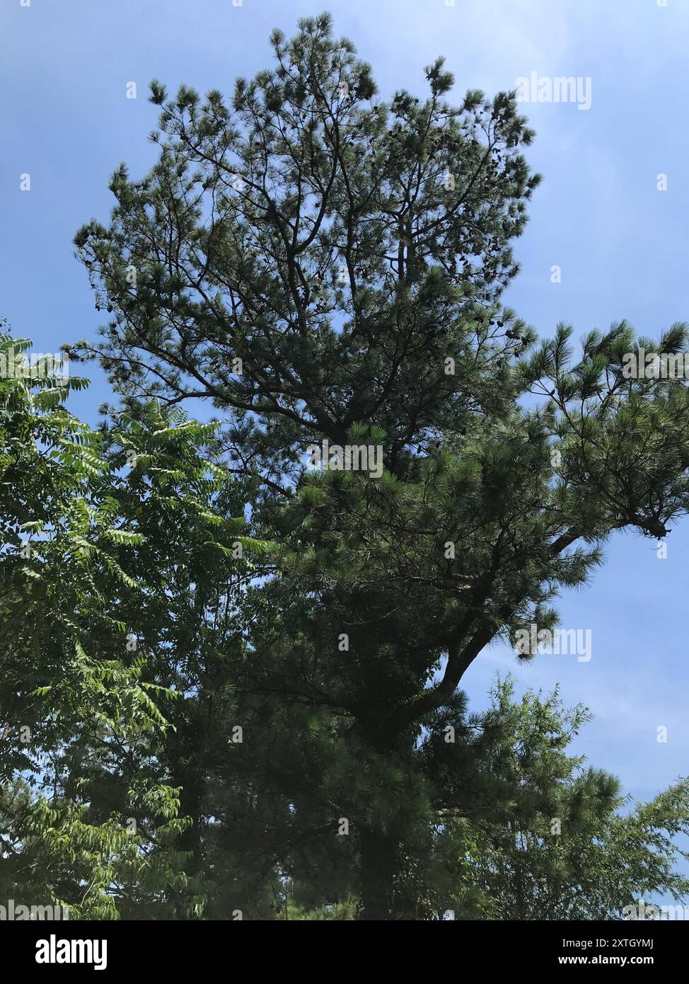 American hard pines (Trifoliae) Plantae Stock Photo - Alamy