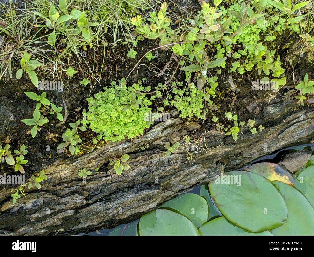 vascular plants (Tracheophyta) Plantae Stock Photo - Alamy
