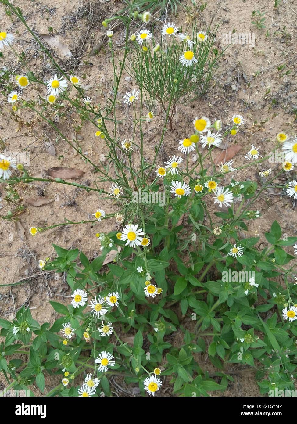 daisy fleabane (Erigeron strigosus) Plantae Stock Photo - Alamy