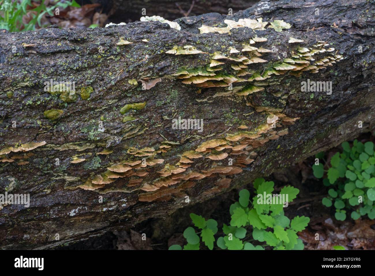 shelf fungi (Polyporales) Fungi Stock Photo - Alamy