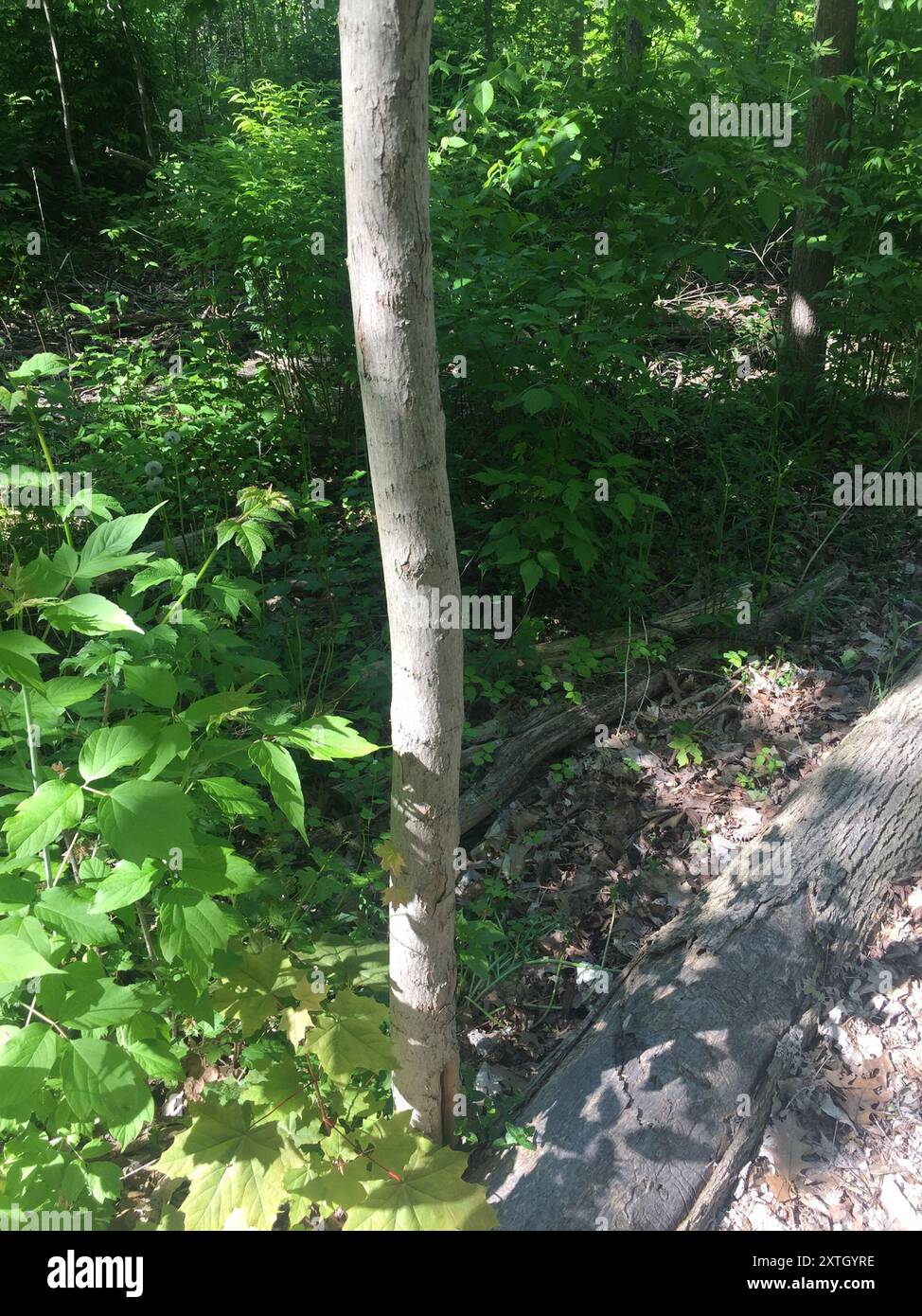 Norway maple (Acer platanoides) Plantae Stock Photo - Alamy