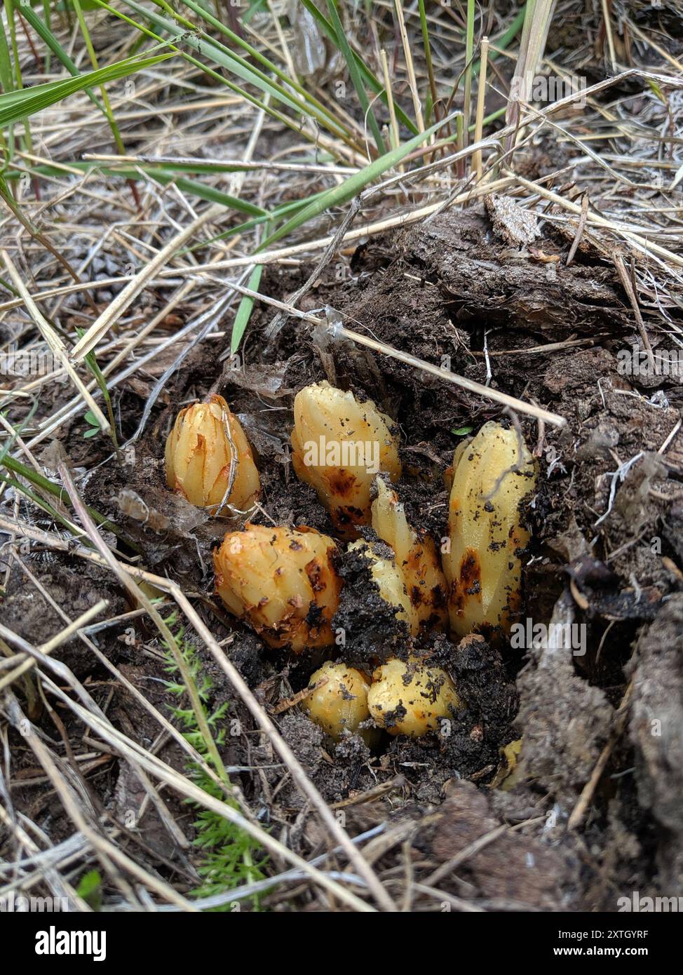woodland pinedrops (Pterospora andromedea) Plantae Stock Photo - Alamy