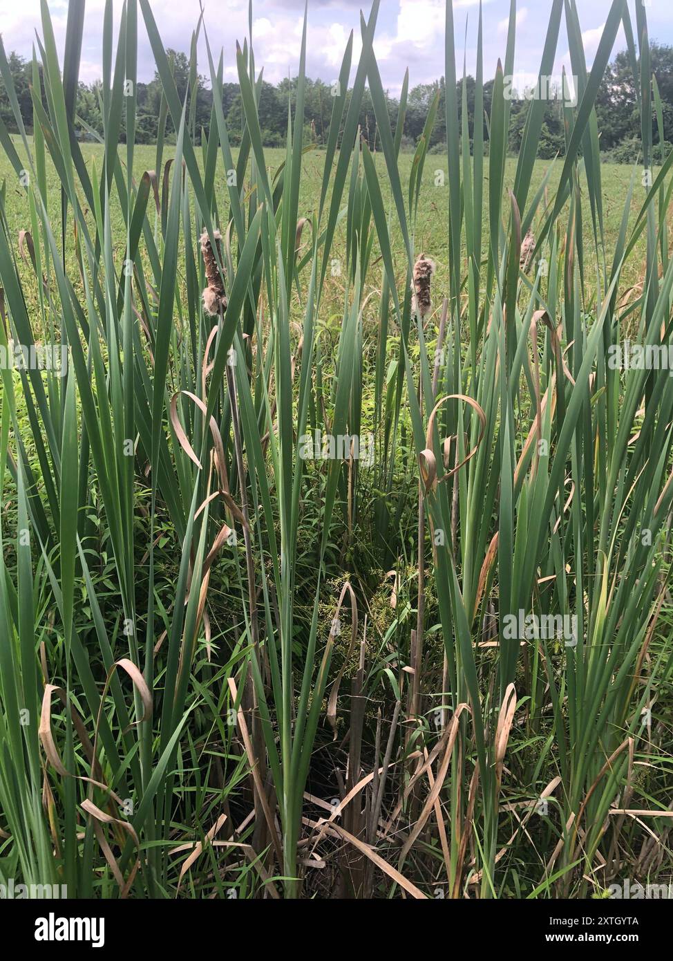 broadleaf cattail (Typha latifolia) Plantae Stock Photo - Alamy