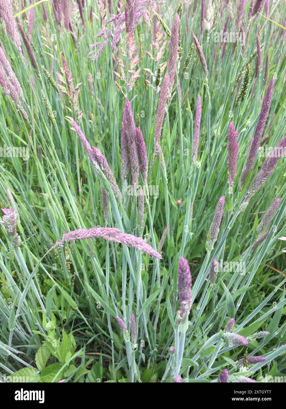 Yorkshire fog (Holcus lanatus) Plantae Stock Photo - Alamy