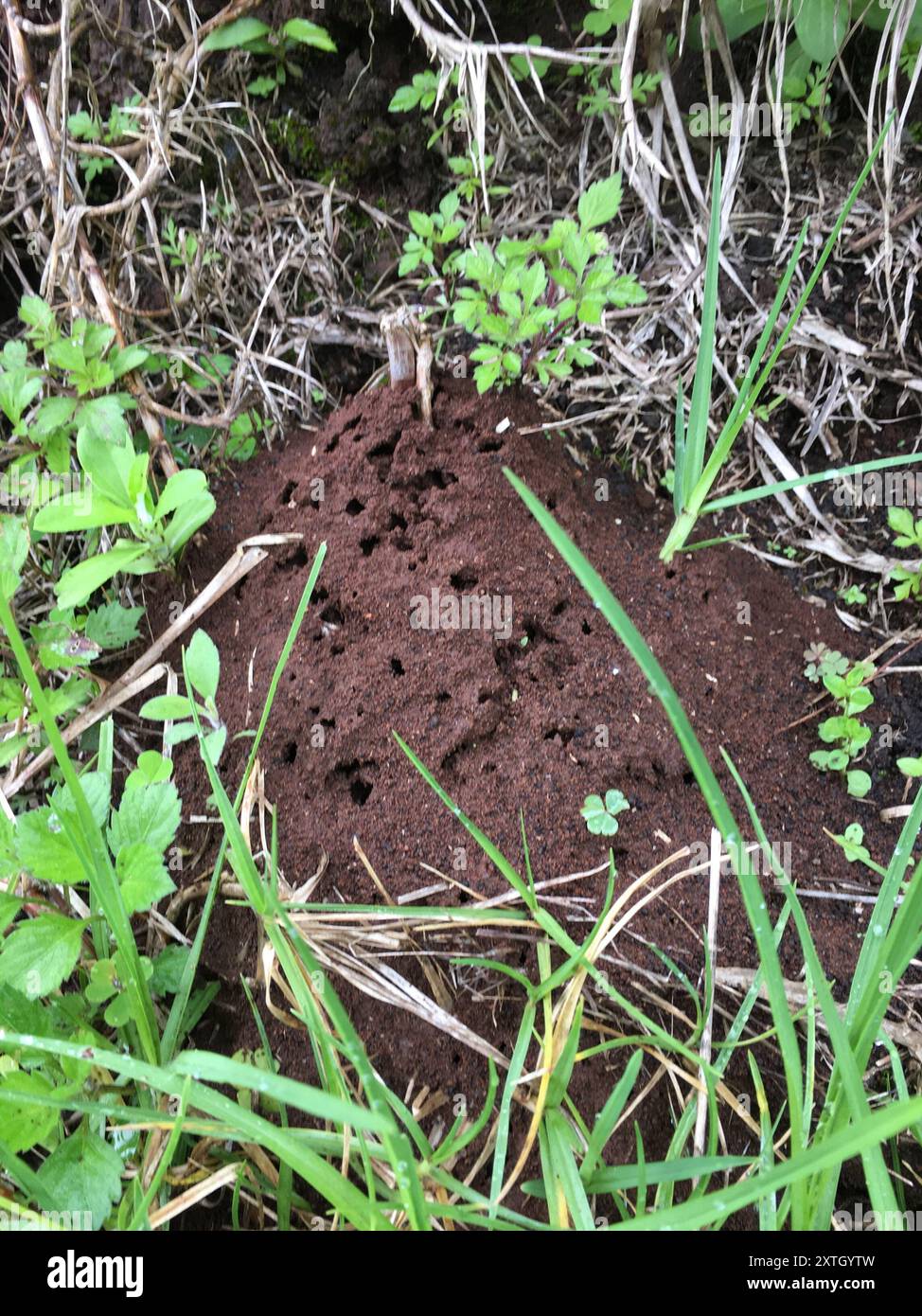 Solenopsis Fire Ants and Thief Ants (Solenopsis) Insecta Stock Photo ...