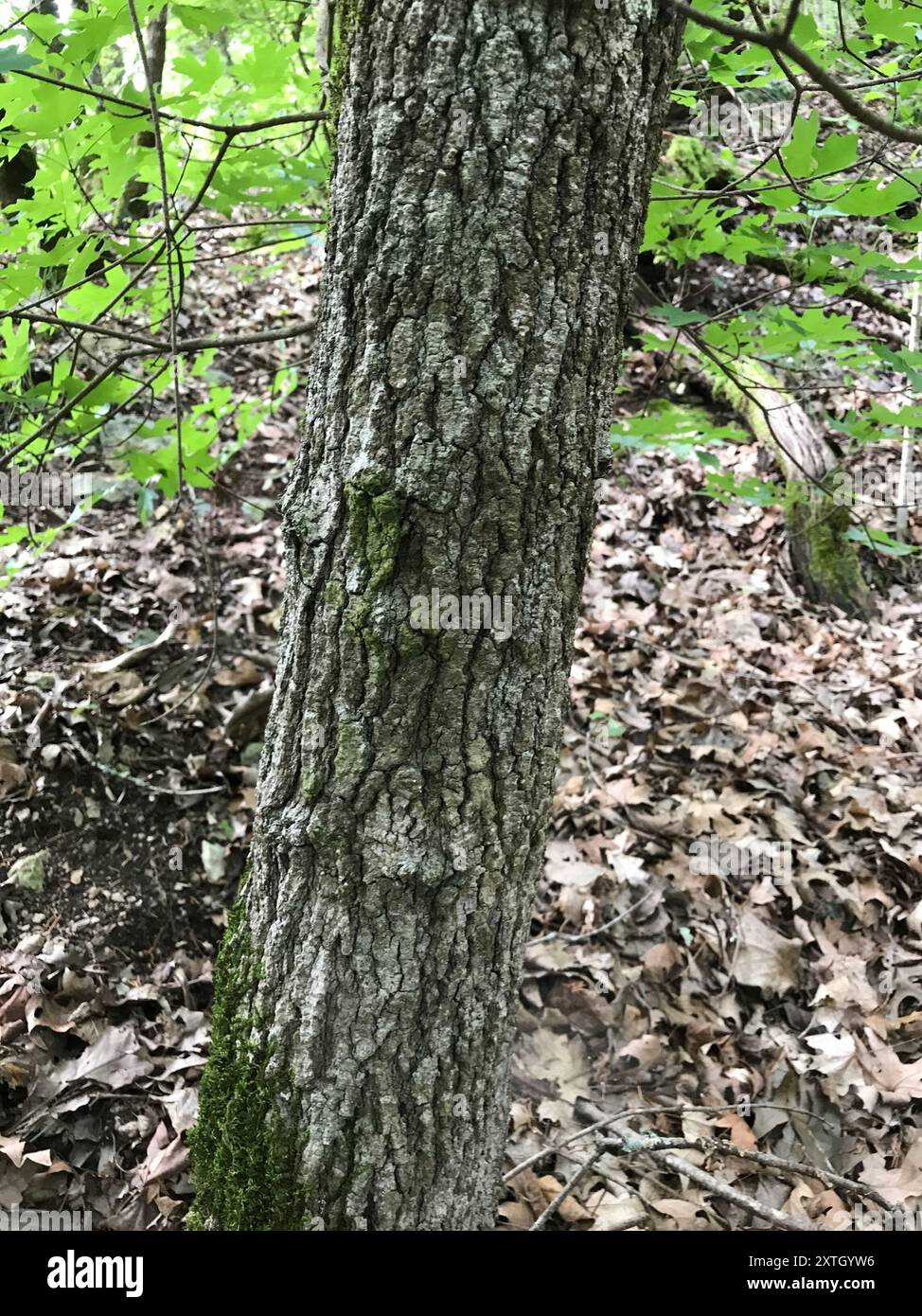 bigtooth maple (Acer grandidentatum) Plantae Stock Photo - Alamy