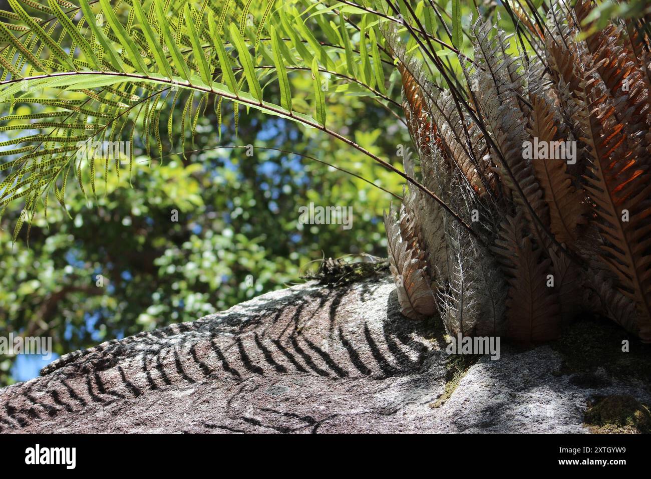 basket fern (Drynaria rigidula) Plantae Stock Photo - Alamy
