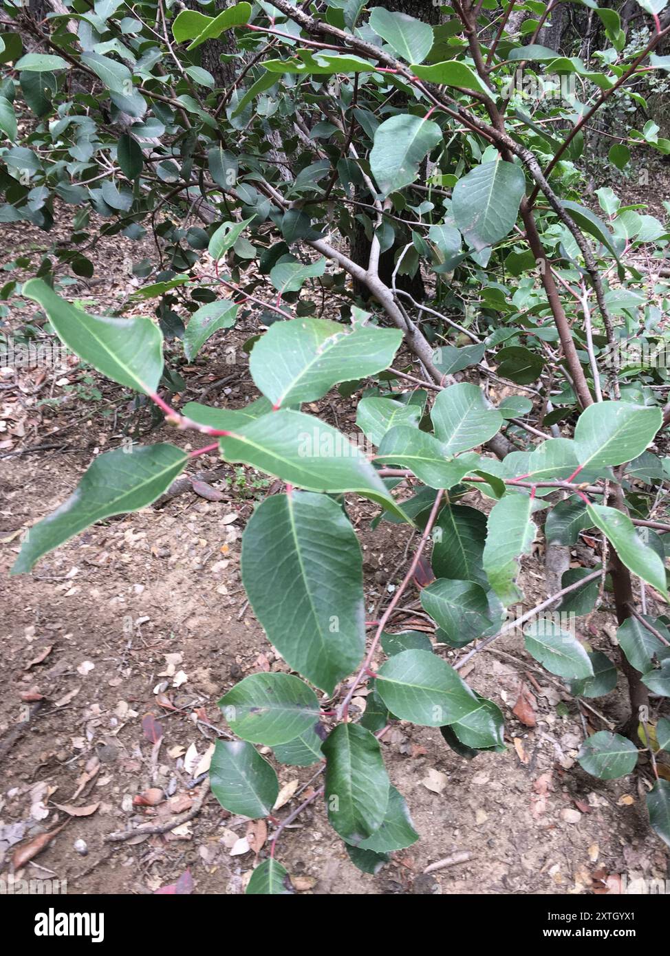 sugar bush × lemonade berry hybrid (Rhus integrifolia × ovata) Plantae ...
