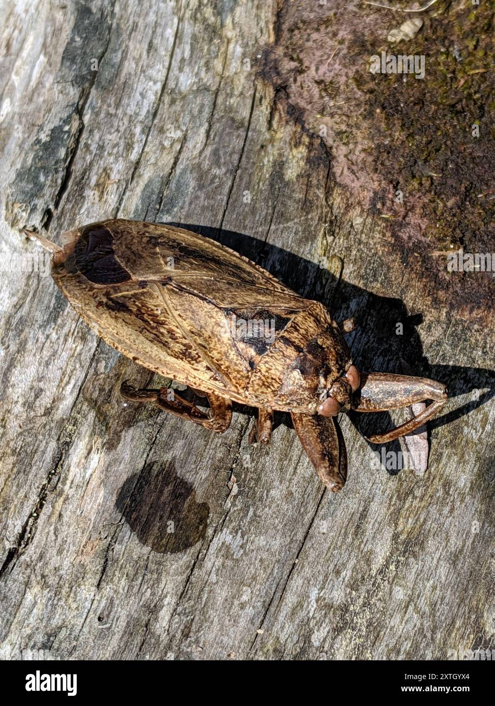American Giant Water Bug (Lethocerus americanus) Insecta Stock Photo ...