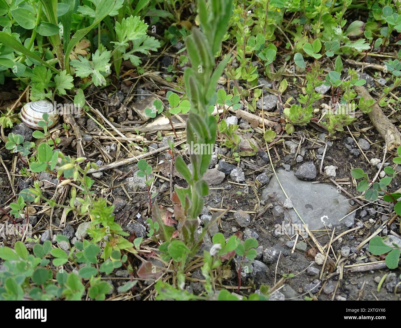 field peppergrass (Lepidium campestre) Plantae Stock Photo - Alamy