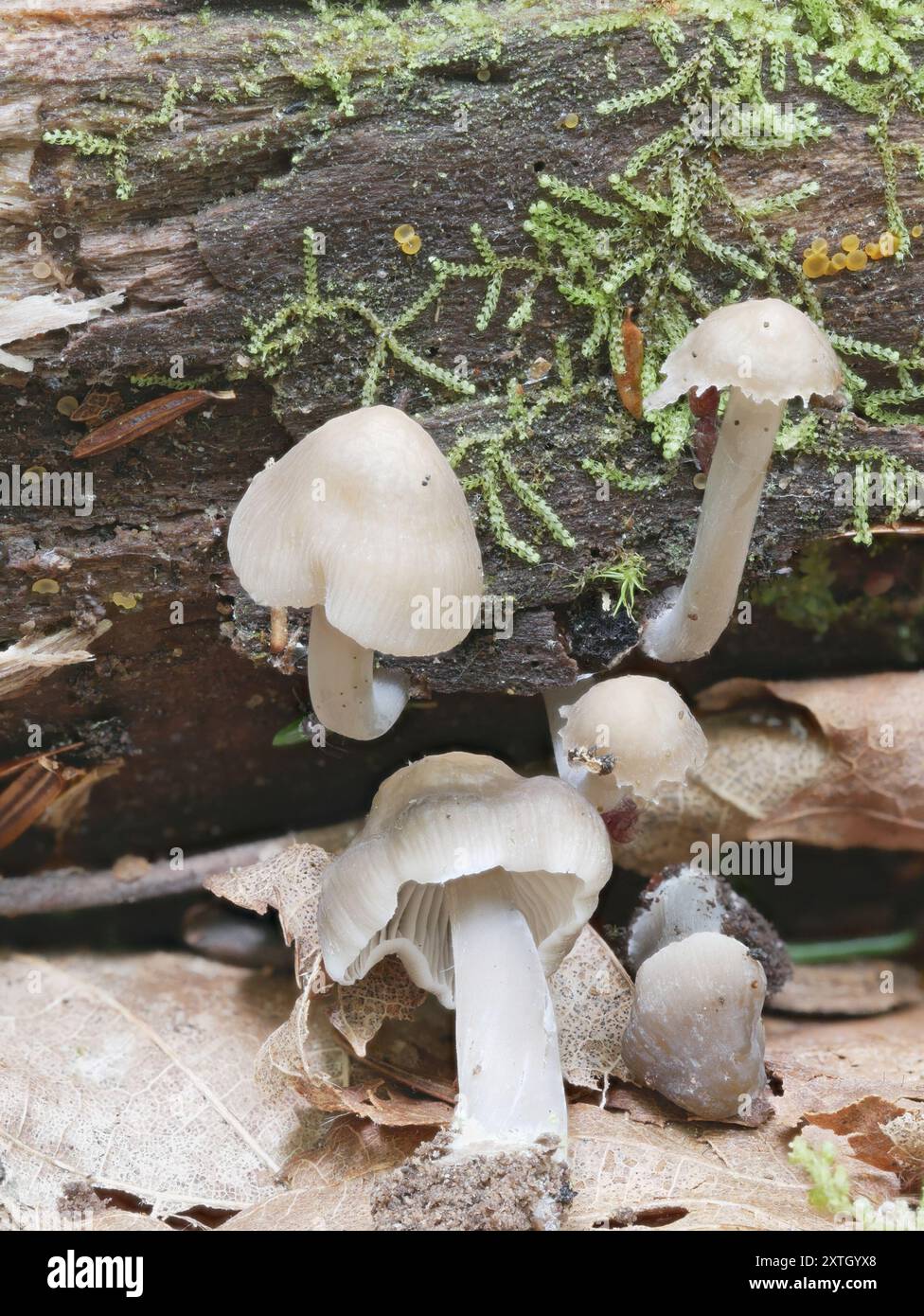 common bonnet (Mycena galericulata) Fungi Stock Photo - Alamy