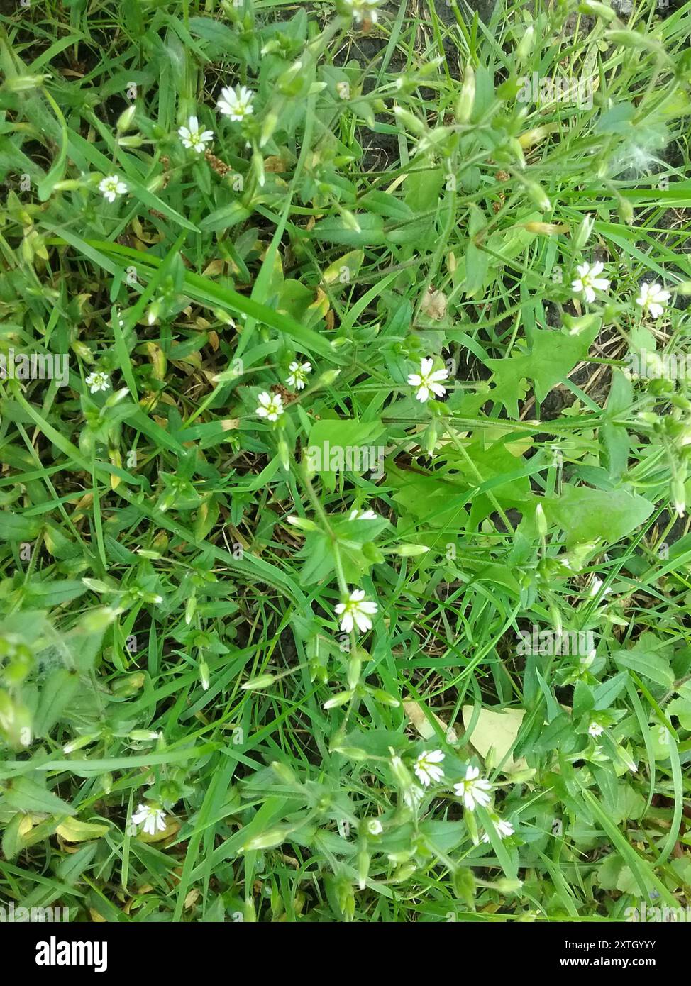 Common mouse-ear chickweed (Cerastium fontanum) Plantae Stock Photo - Alamy