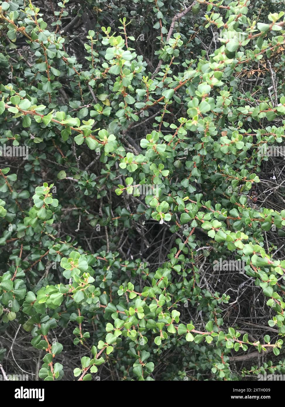 Wart-stemmed Ceanothus (Ceanothus verrucosus) Plantae Stock Photo - Alamy