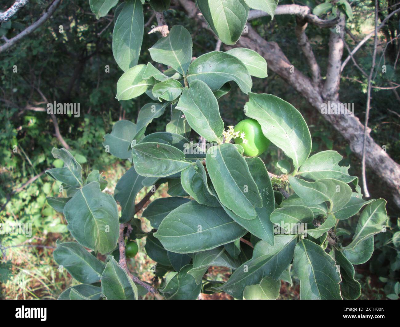 wild-medlar (Vangueria infausta) Plantae Stock Photo - Alamy
