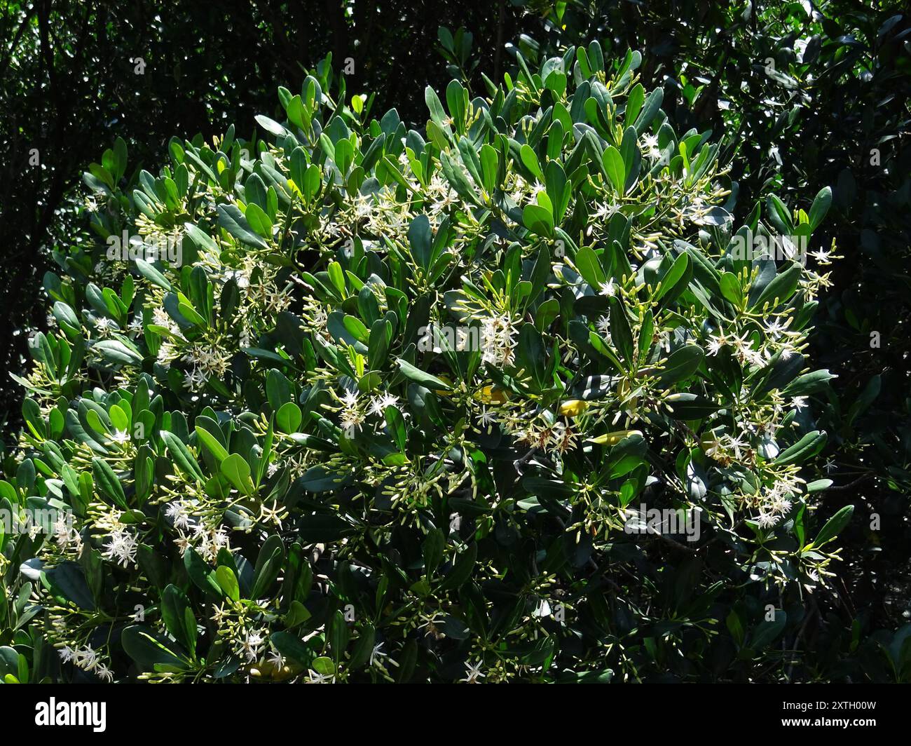 (Kandelia obovata) Plantae Stock Photo - Alamy