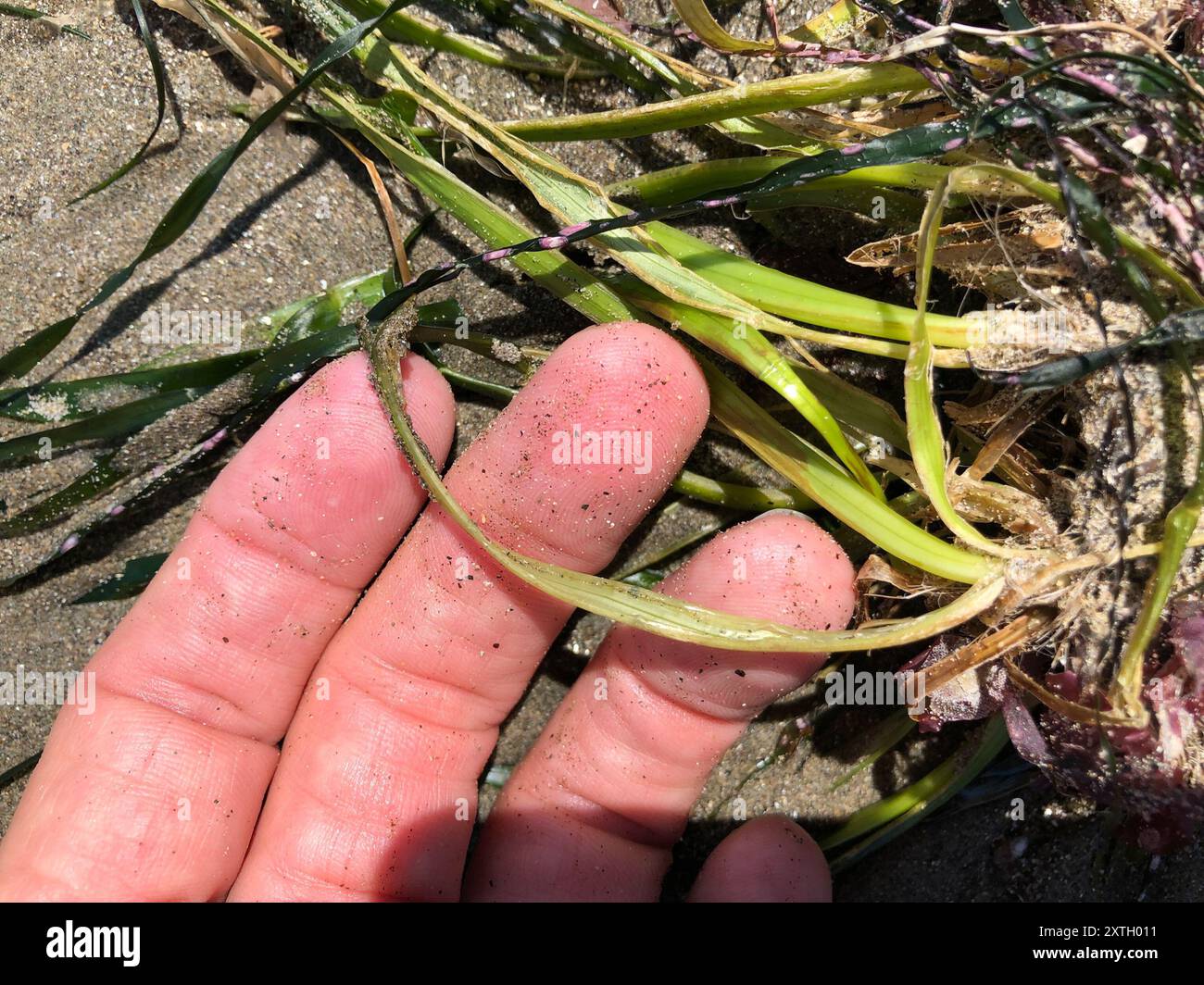 Scouler's Surfgrass (Phyllospadix scouleri) Plantae Stock Photo - Alamy