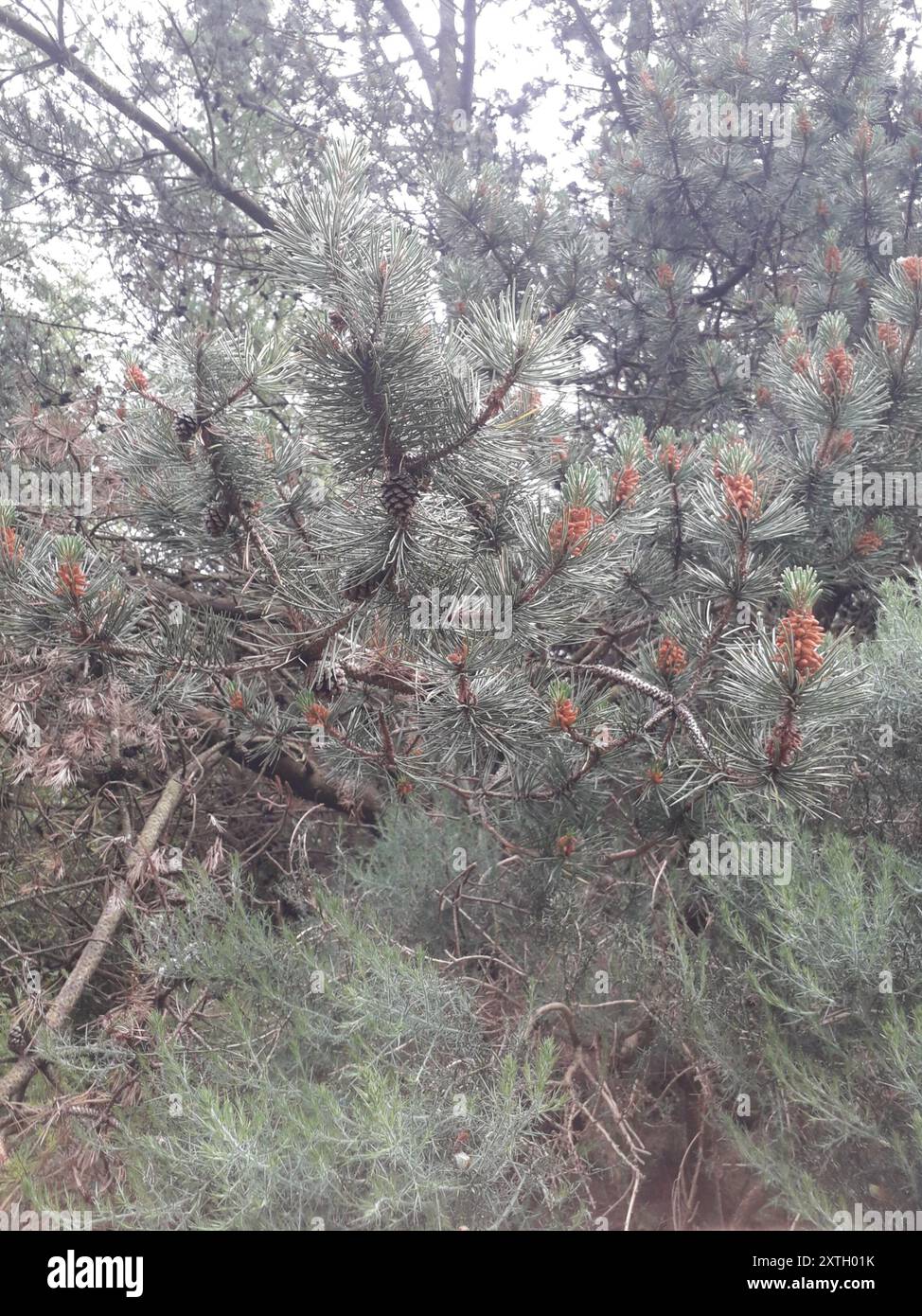 hard pines (Pinus) Plantae Stock Photo - Alamy