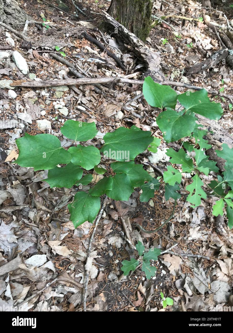 Texas redbud (Cercis canadensis texensis) Plantae Stock Photo - Alamy