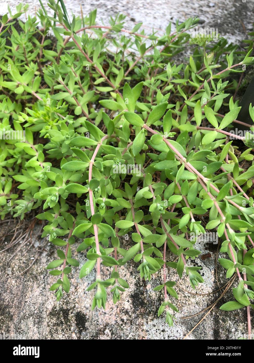 Stringy Stonecrop (Sedum sarmentosum) Plantae Stock Photo - Alamy