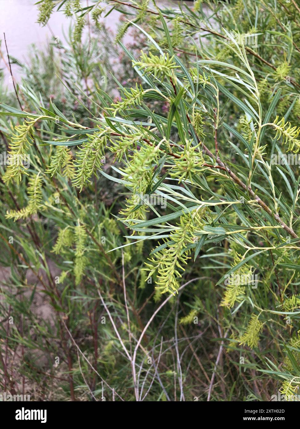 narrow-leaved willow (Salix exigua exigua) Plantae Stock Photo - Alamy