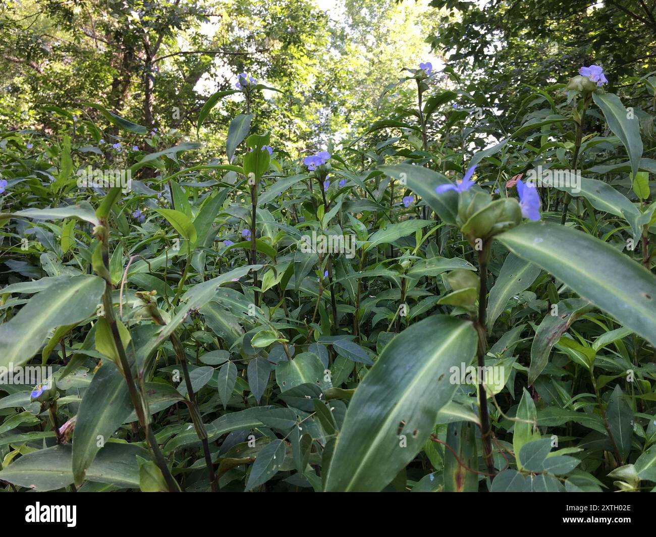 Virginia Dayflower (Commelina virginica) Plantae Stock Photo - Alamy