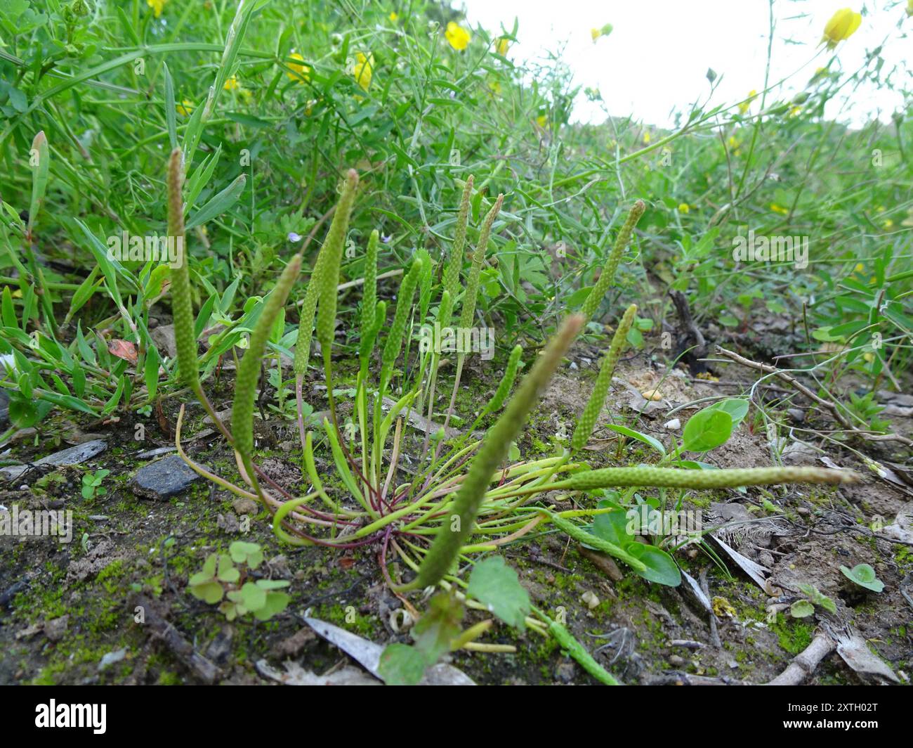 Tiny Mousetail (Myosurus minimus) Plantae Stock Photo - Alamy