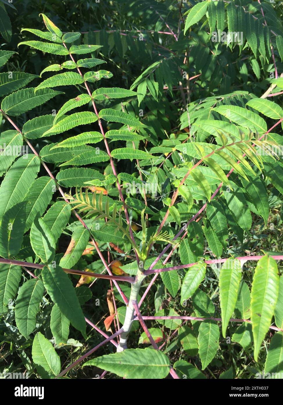 smooth sumac (Rhus glabra) Plantae Stock Photo - Alamy