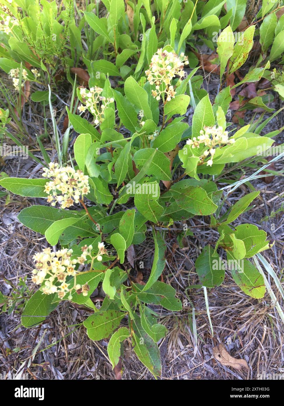 Gopher apple (Geobalanus oblongifolius) Plantae Stock Photo - Alamy