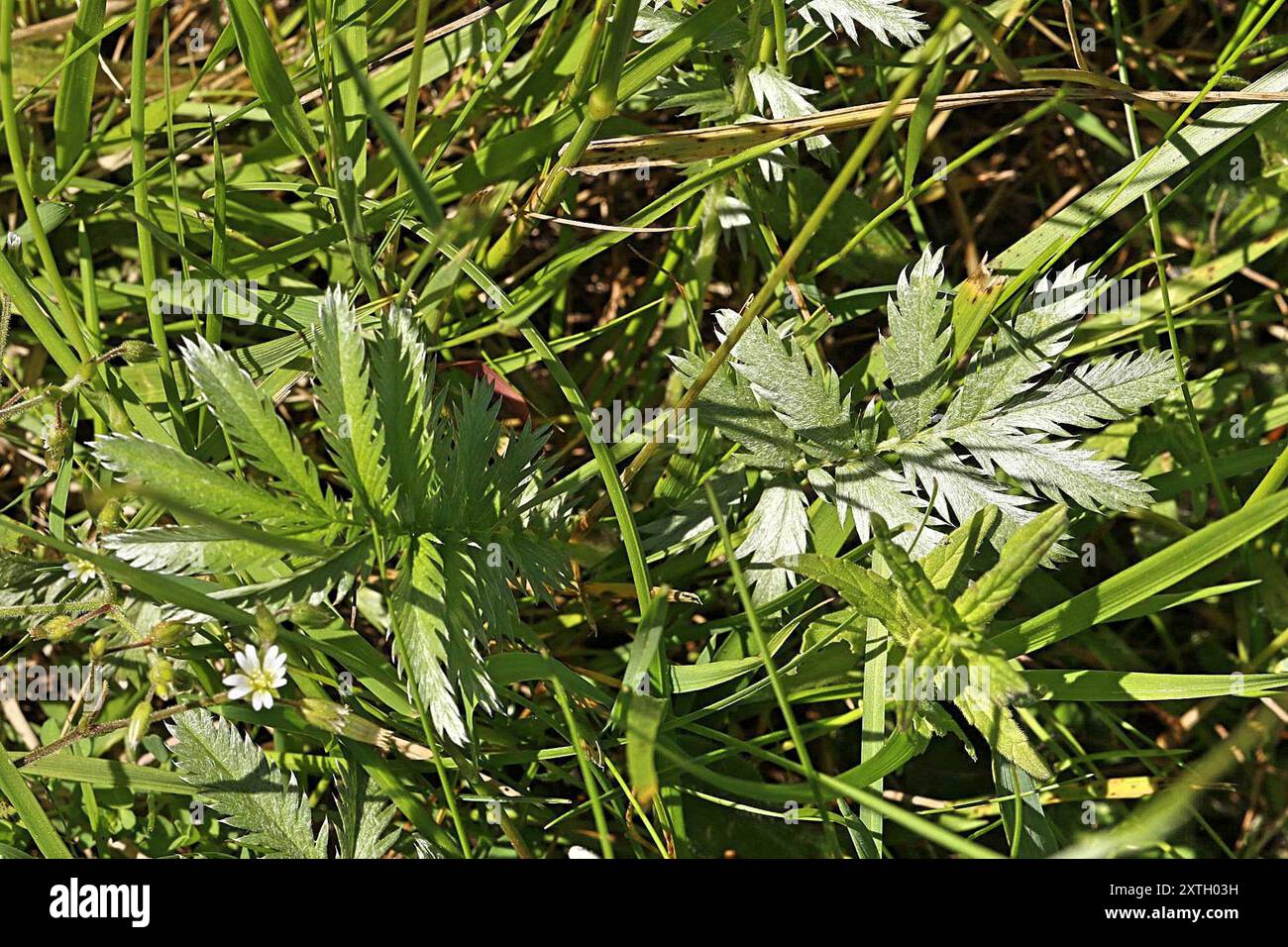 common silverweed (Argentina anserina) Plantae Stock Photo - Alamy