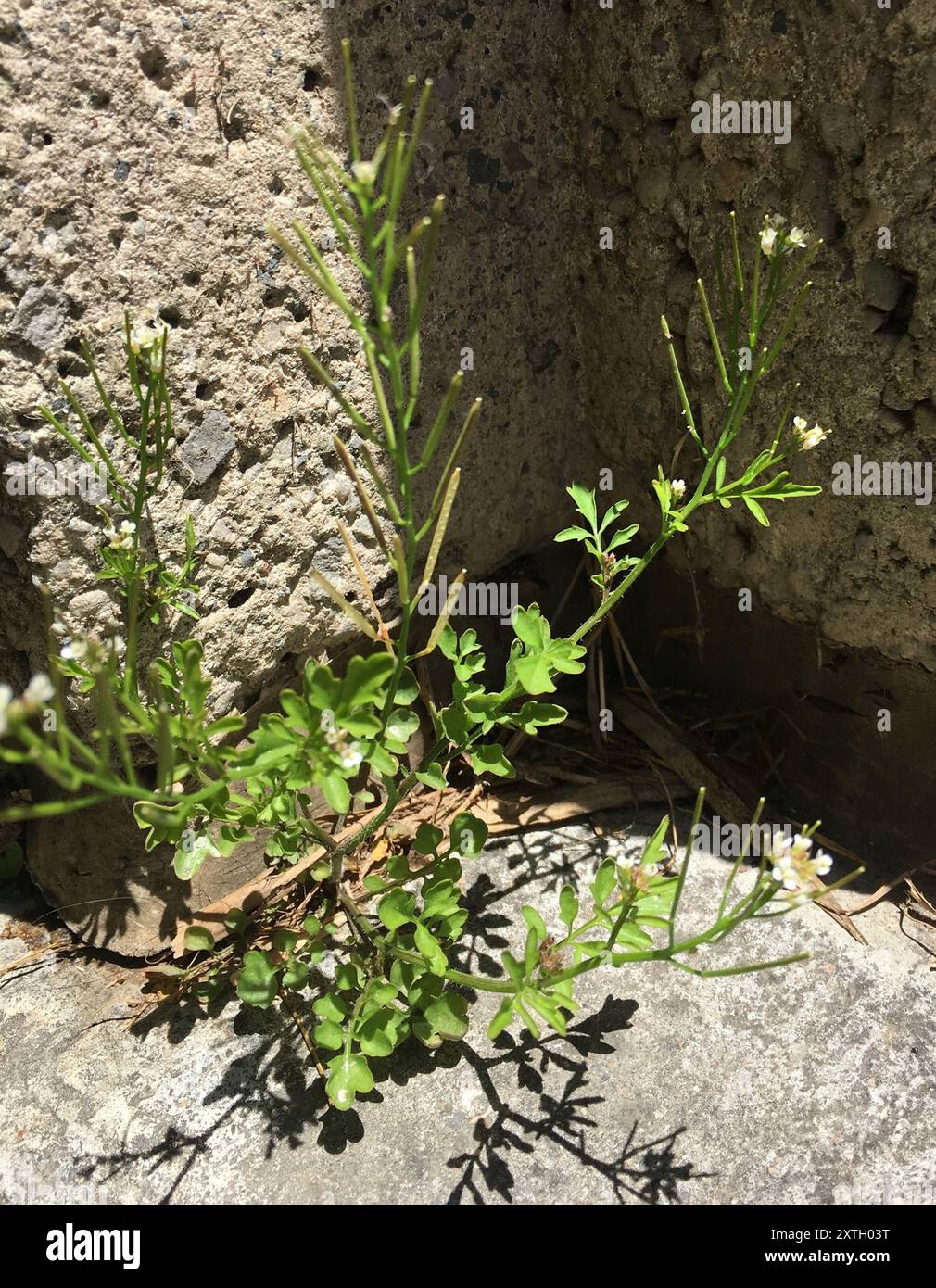 Nursery bittercress (Cardamine occulta) Plantae Stock Photo - Alamy