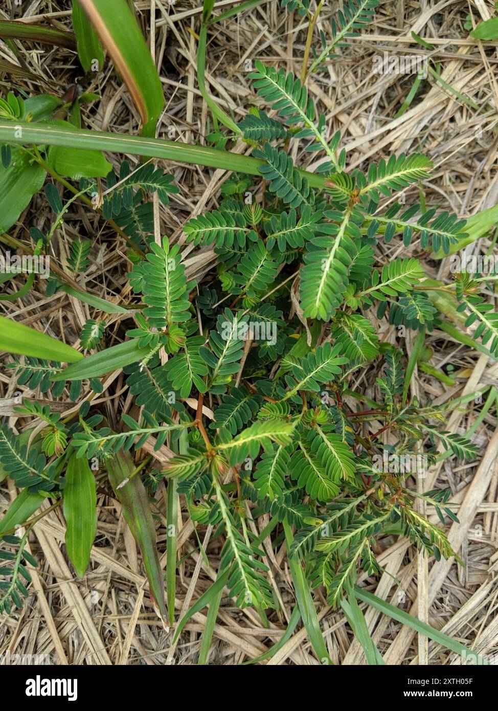 Chamberbitter (Phyllanthus urinaria) Plantae Stock Photo - Alamy