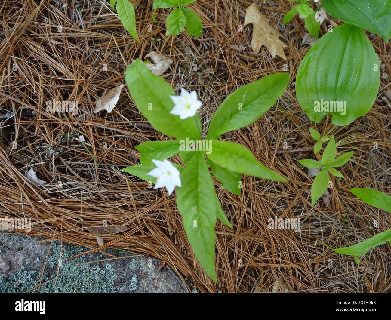 northern starflower (Lysimachia borealis) Plantae Stock Photo - Alamy
