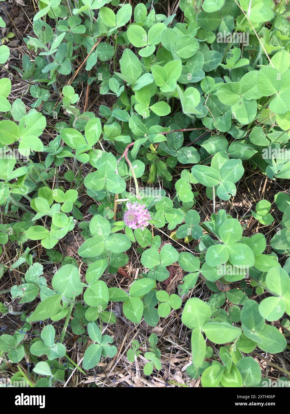 Red Clover (Trifolium pratense) Plantae Stock Photo - Alamy