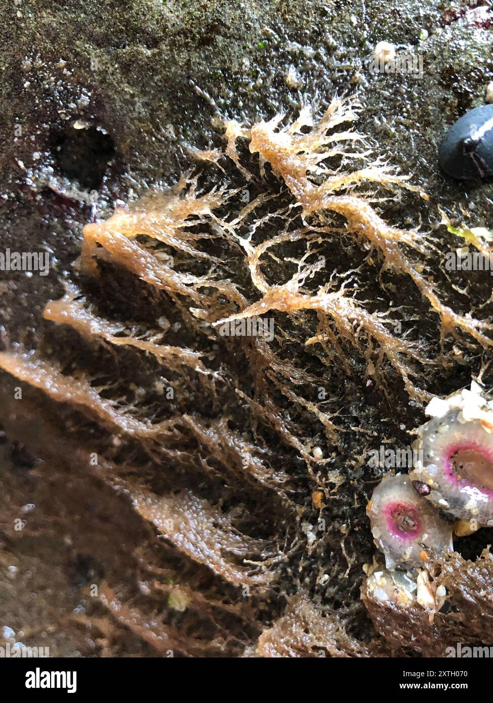 red algae (Rhodophyta) Plantae Stock Photo - Alamy
