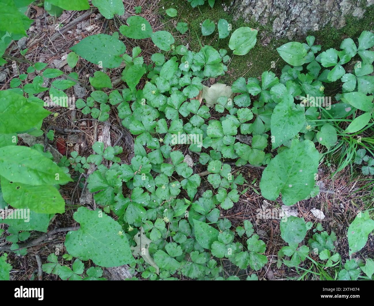 Appalachian barren-strawberry (Waldsteinia fragarioides) Plantae Stock ...
