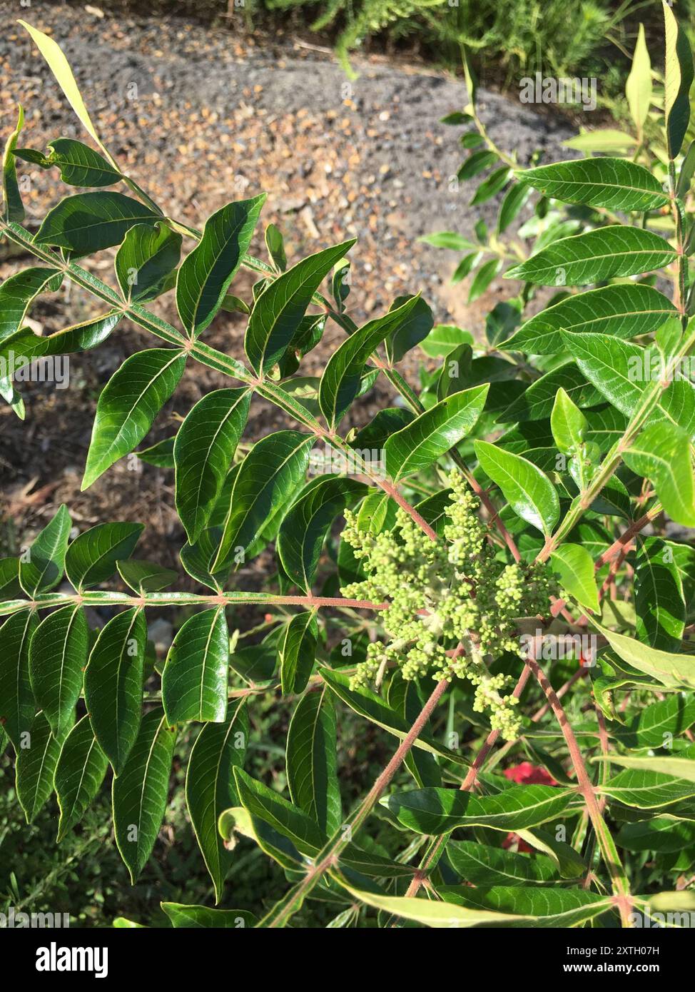 shining sumac (Rhus copallinum) Plantae Stock Photo - Alamy