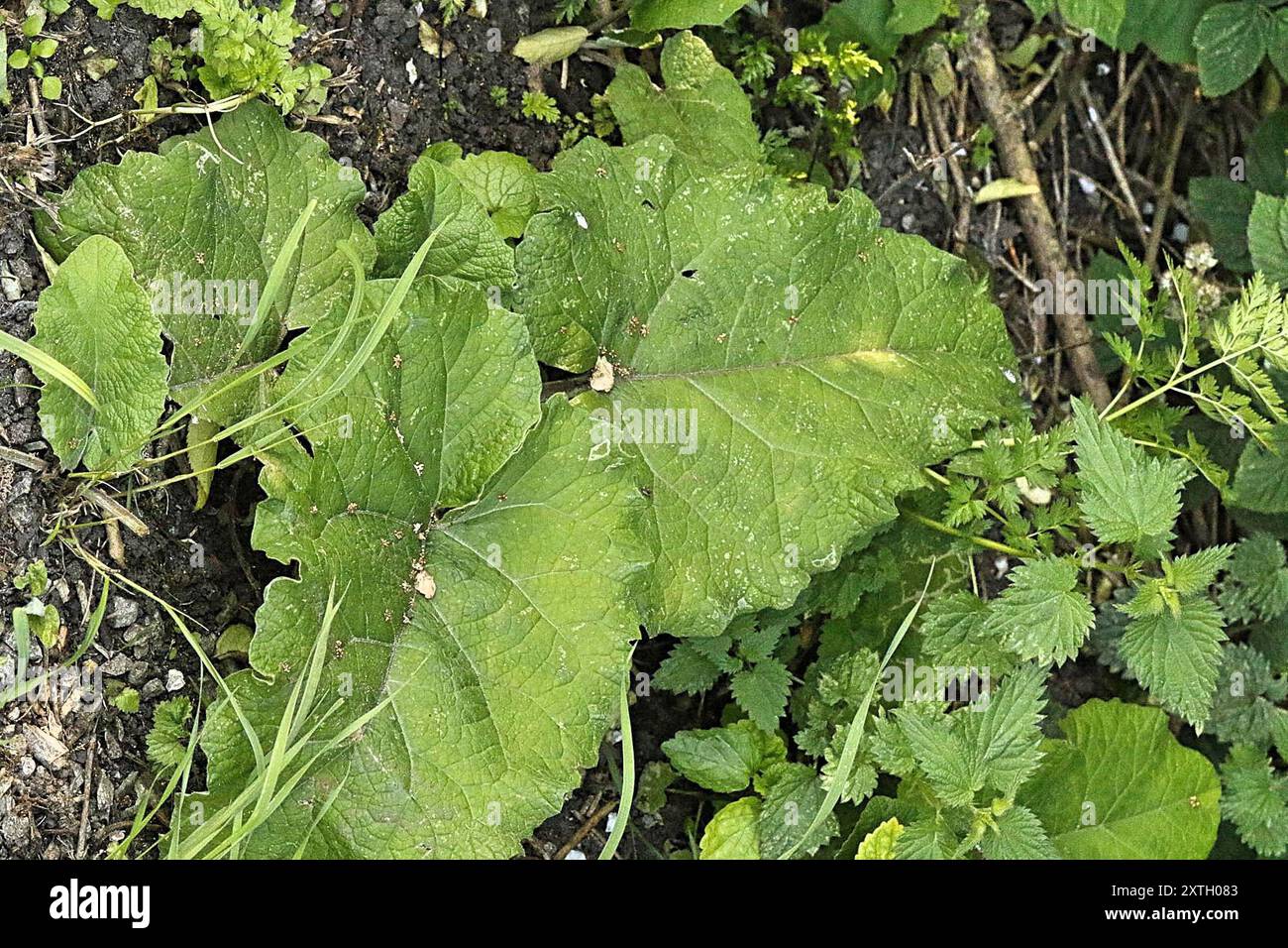 lesser burdock (Arctium minus) Plantae Stock Photo - Alamy