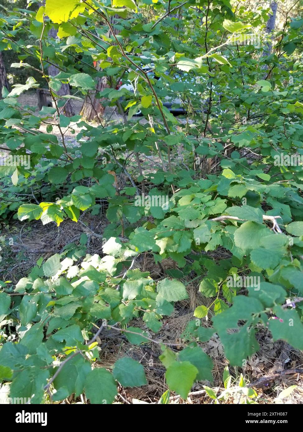 beaked hazelnut (Corylus cornuta) Plantae Stock Photo - Alamy