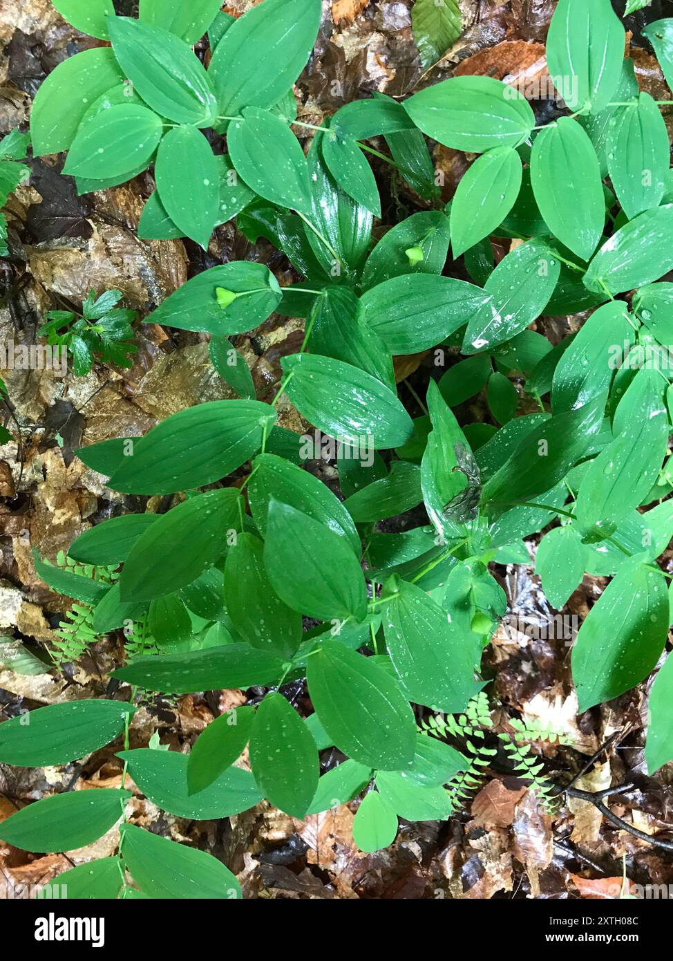 largeflower bellwort (Uvularia grandiflora) Plantae Stock Photo - Alamy