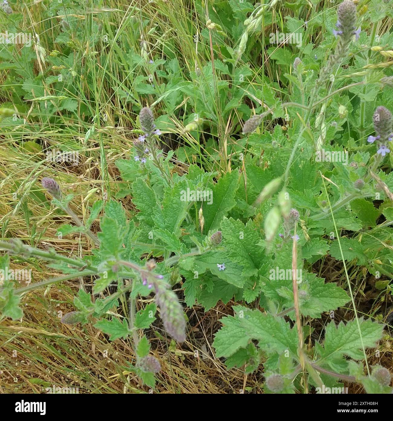 Rough Western Vervain (Verbena lasiostachys scabrida) Plantae Stock ...