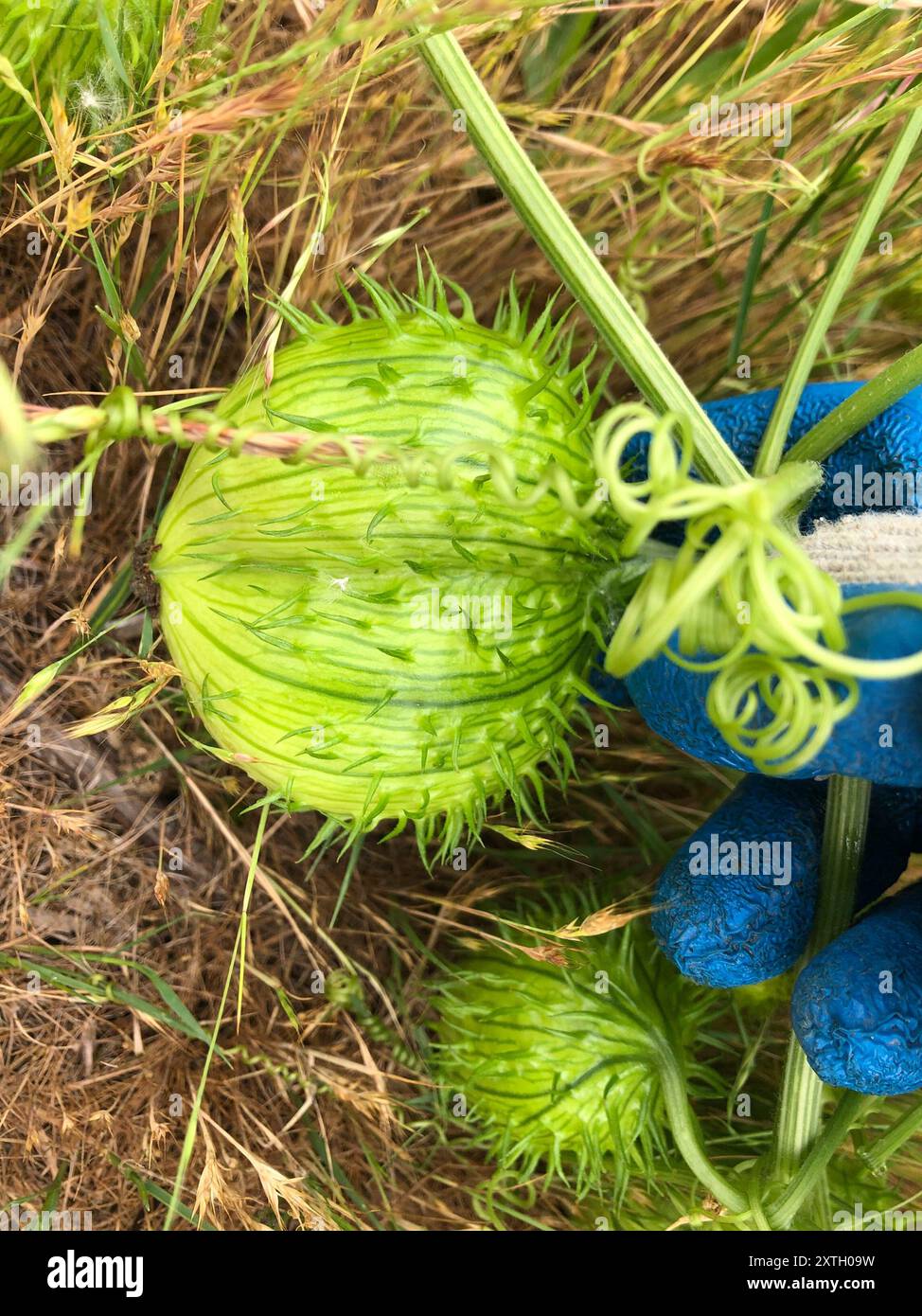 coastal manroot (Marah oregana) Plantae Stock Photo - Alamy