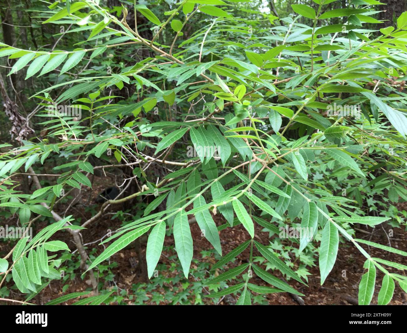shining sumac (Rhus copallinum) Plantae Stock Photo - Alamy