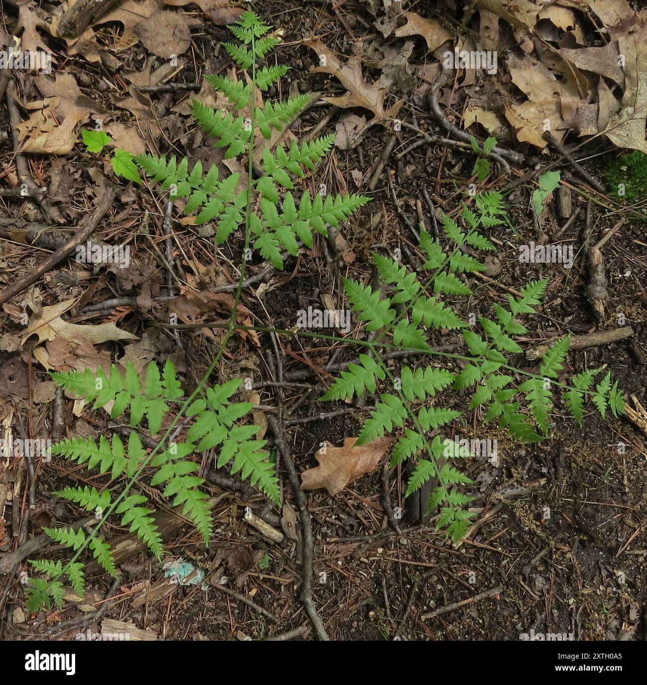common bracken (Pteridium aquilinum) Plantae Stock Photo - Alamy