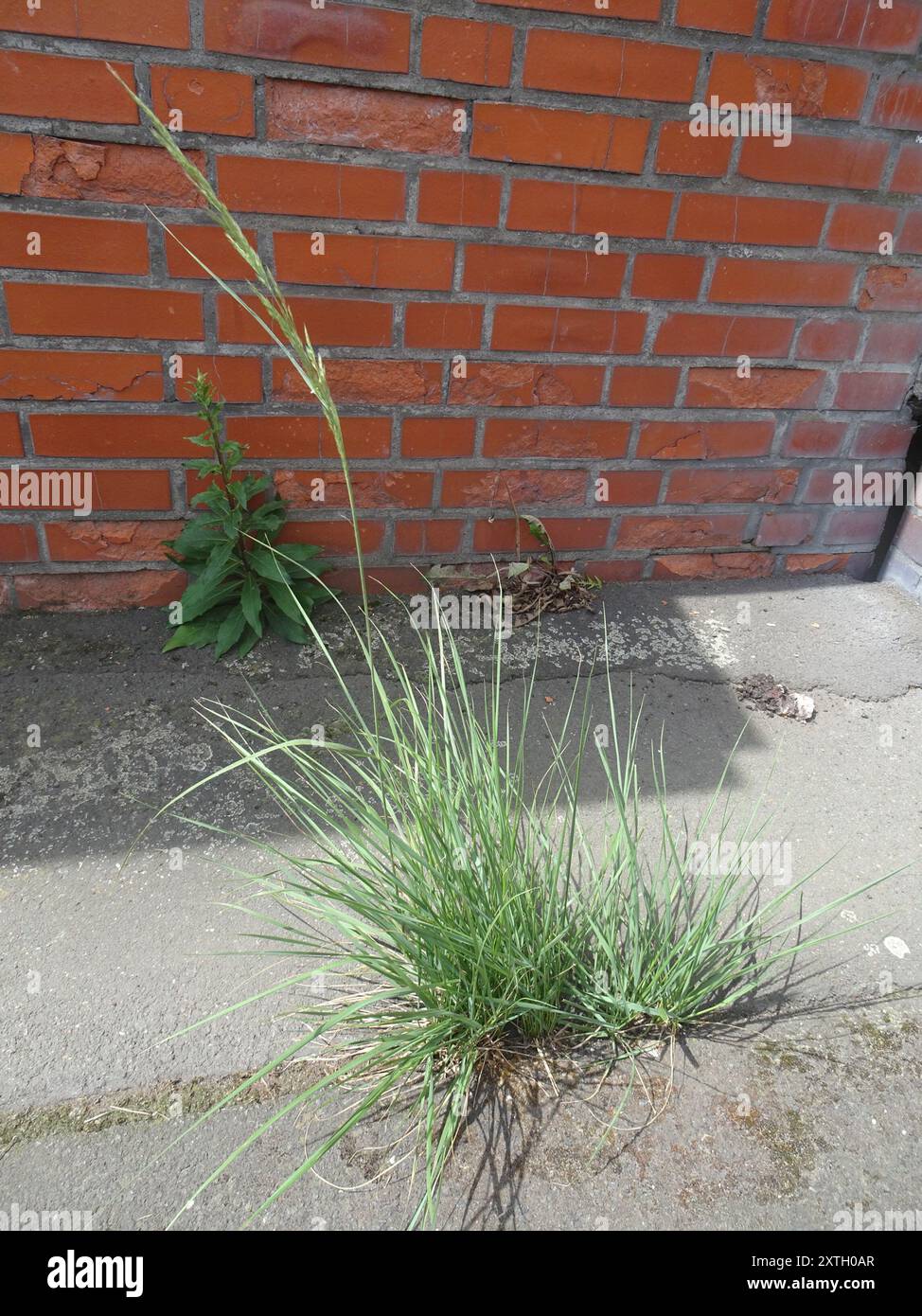 Bushgrass (Calamagrostis epigejos) Plantae Stock Photo - Alamy