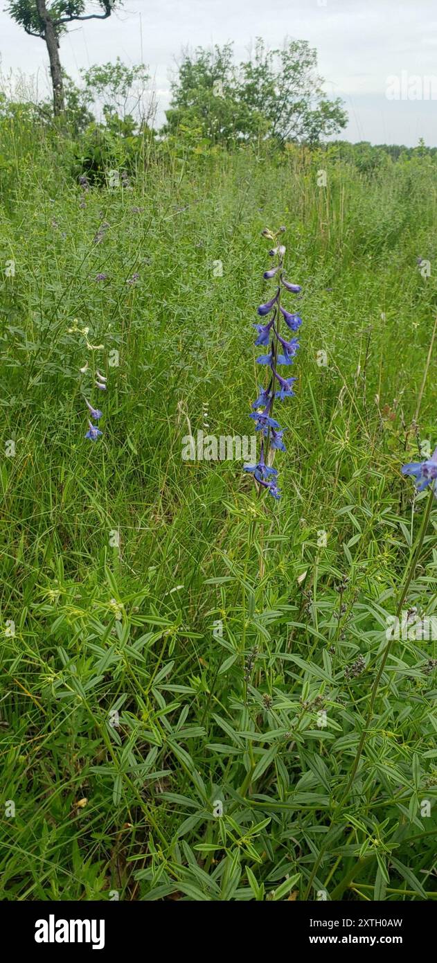 Wild Blue Larkspur (Delphinium carolinianum) Plantae Stock Photo - Alamy