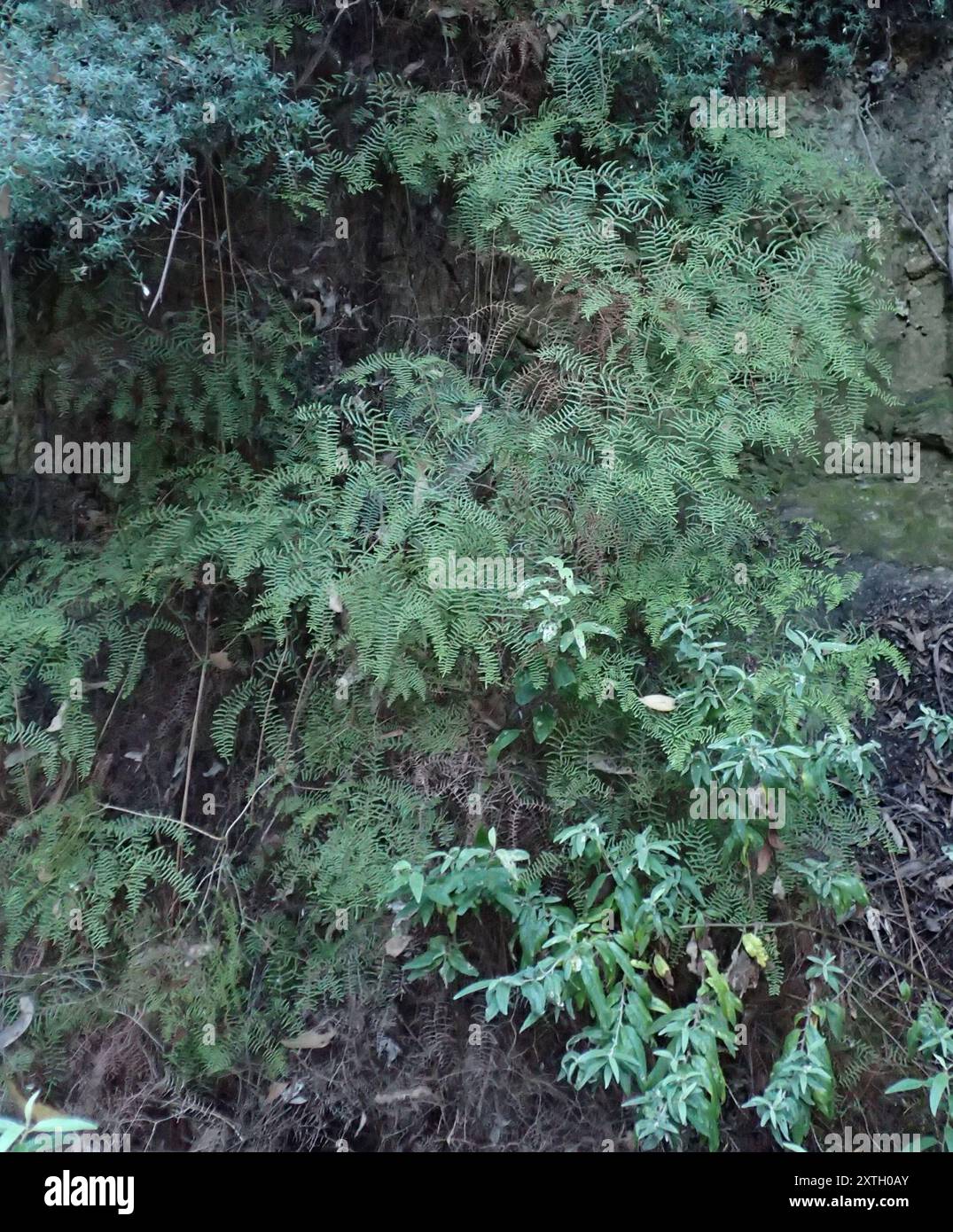 scrambling coral-fern (Gleichenia microphylla) Plantae Stock Photo - Alamy