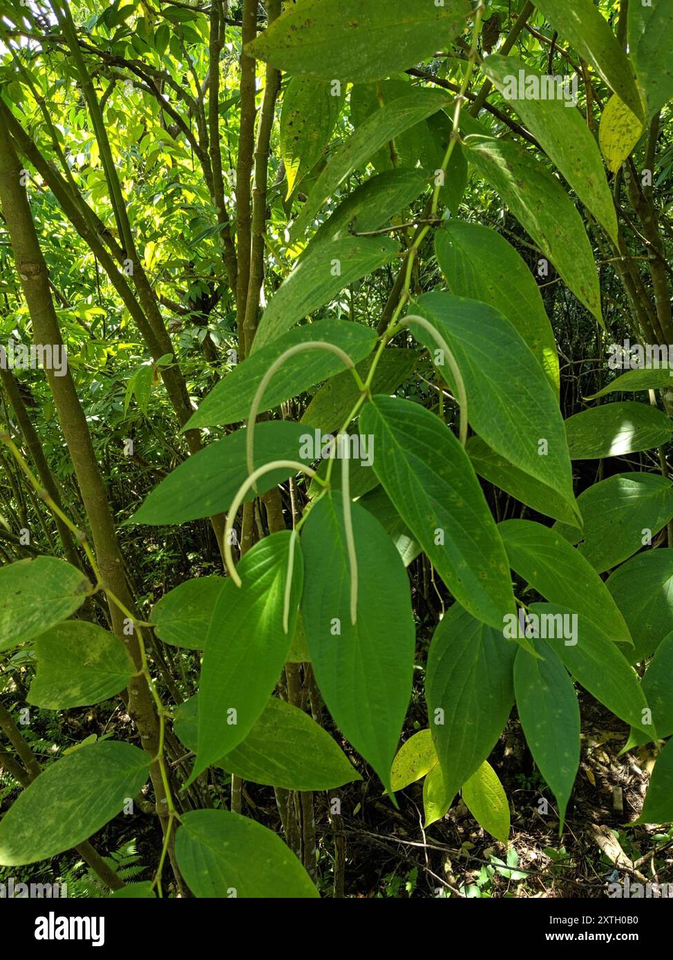 Piper aduncum hi-res stock photography and images - Alamy
