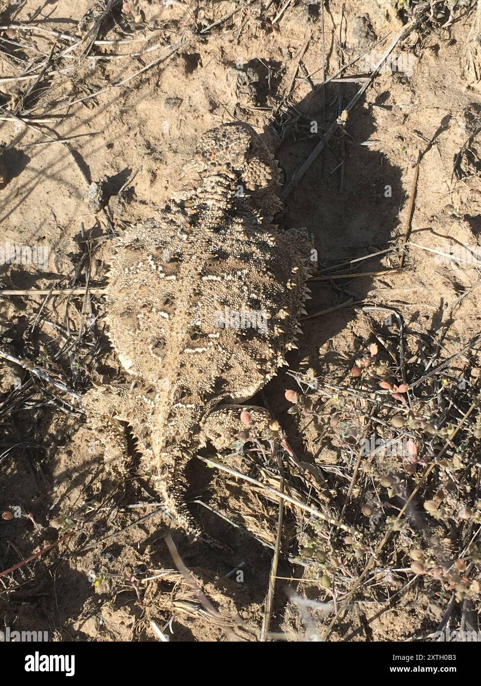 Pygmy Short-horned Lizard (Phrynosoma douglasii) Reptilia Stock Photo ...