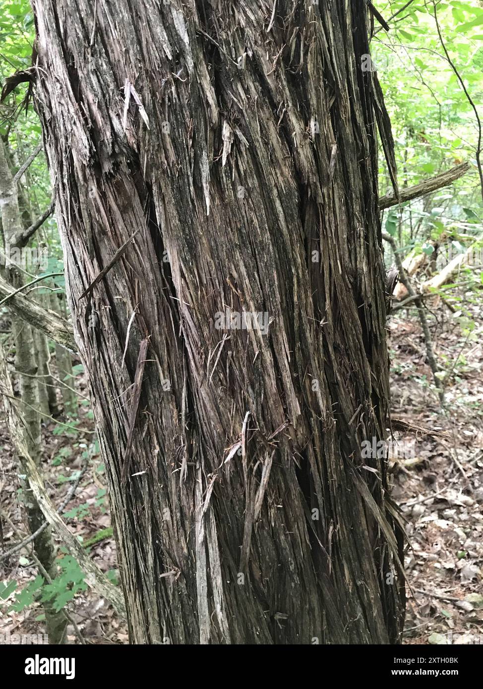 Ashe juniper (Juniperus ashei) Plantae Stock Photo - Alamy